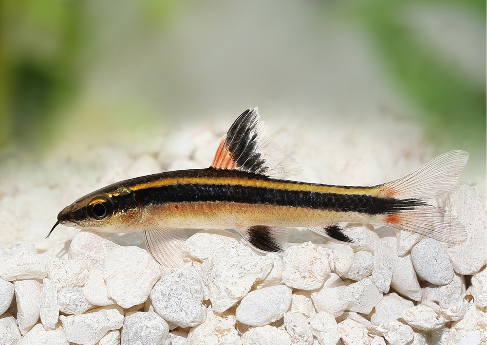 Fish Profiles | Flying Fox | Real Aquatics Tropical Fish Guides online
