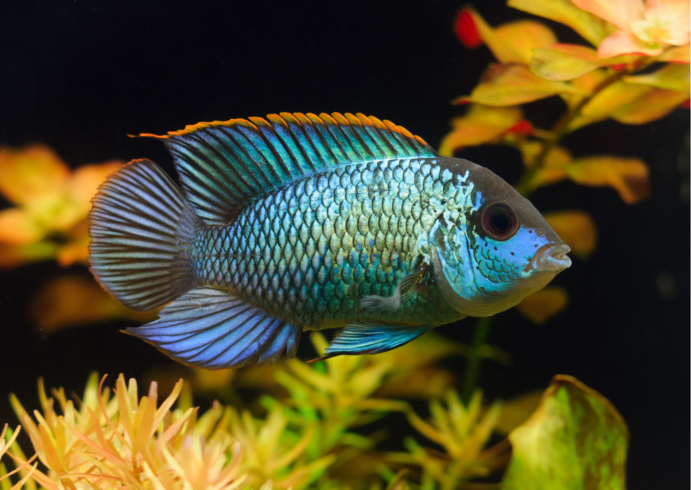 Electric Blue Acara – The Ultimate Care Guide | Real Aquatics Guides