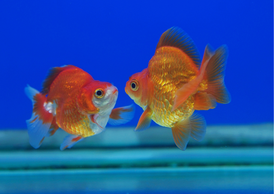 Fish Profiles | Ryukin Goldfish | Real Aquatics Coldwater Fancy Fancies
