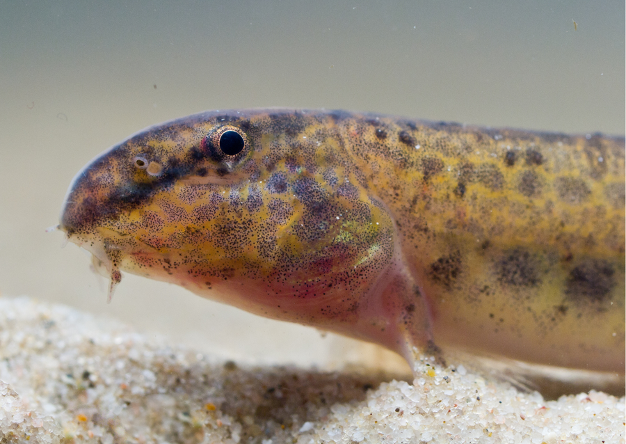 Fish Profiles | Weather Loach | Real Aquatics Tropical Fish Profile