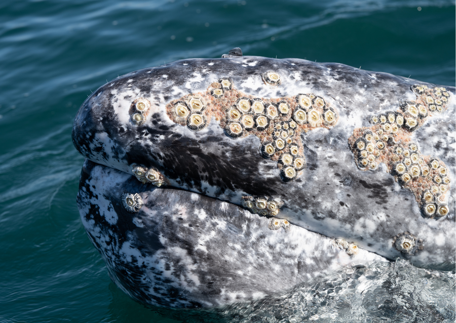 What are Barnacles? Find out by reading this Blog by Real Aquatics!