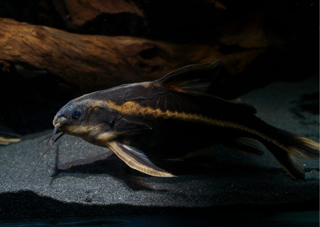 Fish Profiles | Talking Catfish | Real Aquatics