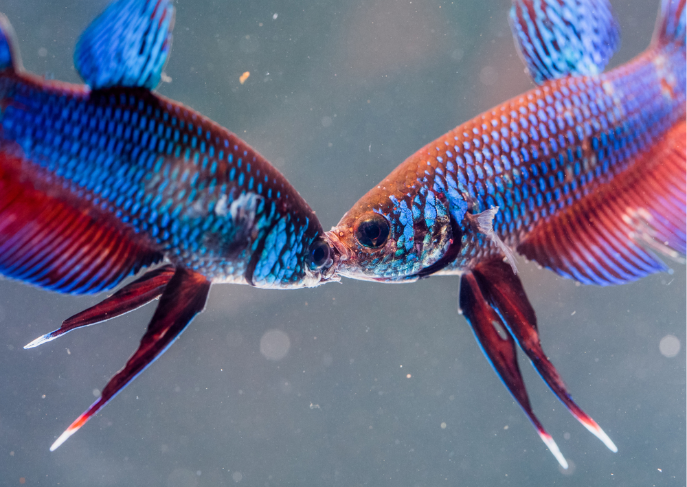 Fish Profiles: Siamese Fighting Fish - Betta Splendens | Real Aquatics