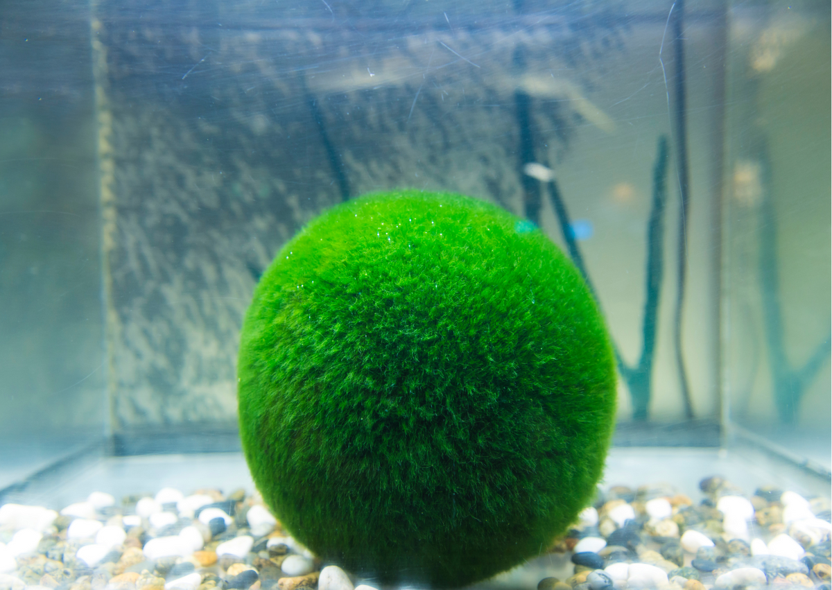 What are Moss Balls? Find out here at Real Aquatics Blog Pages >>>