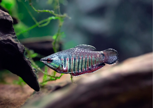 Fish Profiles | Samurai Gourami | Real Aquatics