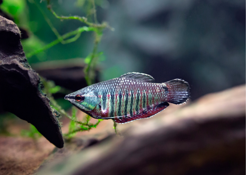 Fish Profiles | Samurai Gourami | Real Aquatics