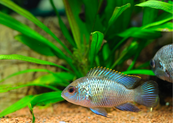 Fish Profiles | Electric Blue Acara (Andinoacara pulcher) | Real Aquatics