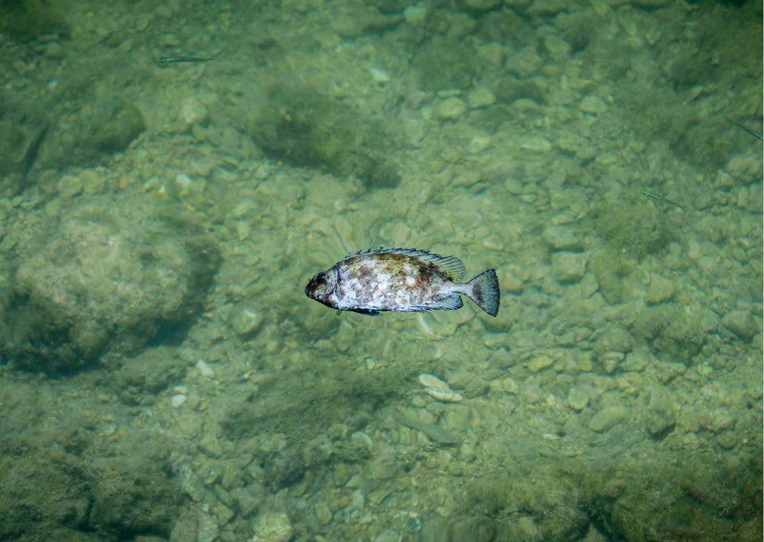 How do I dispose of a dead fish? | Real Aquatics