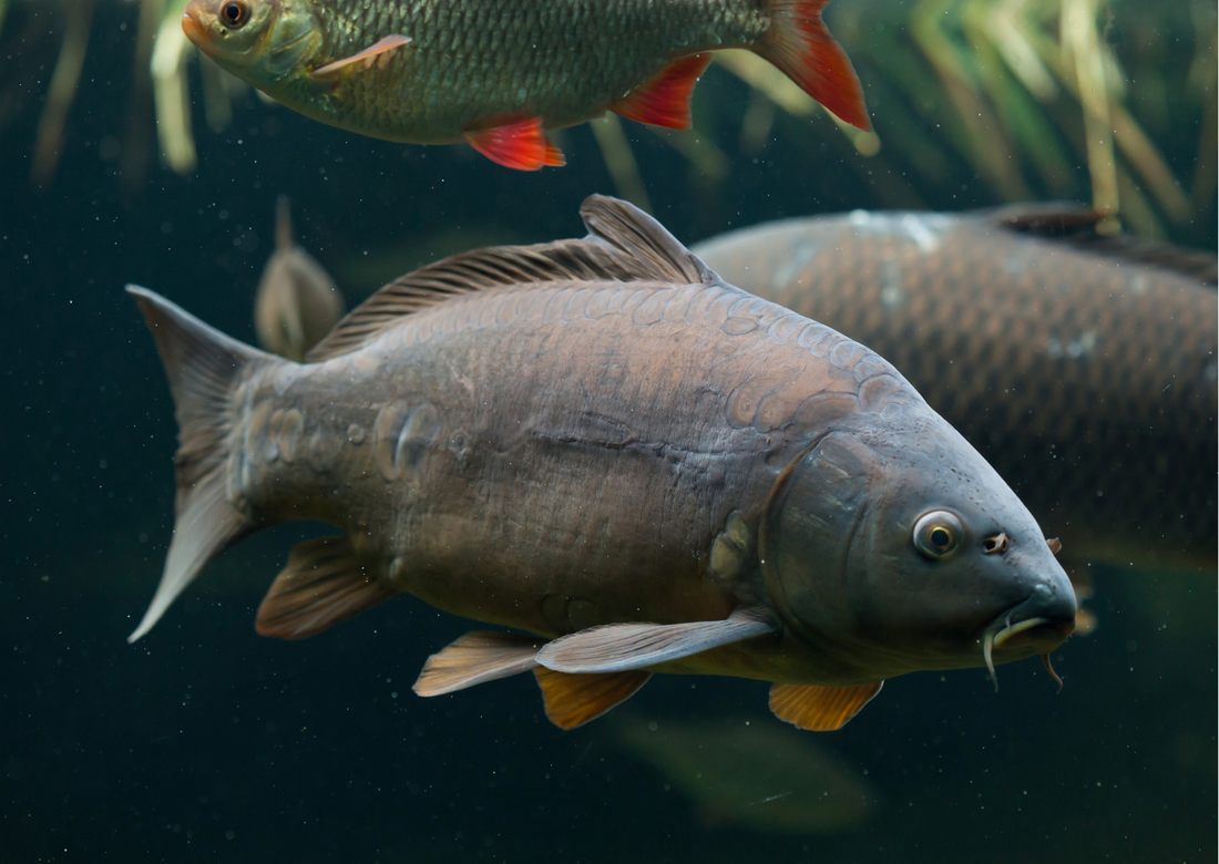 Classifying Fishes: Order Cypriniformes | Real Aquatics Blogs