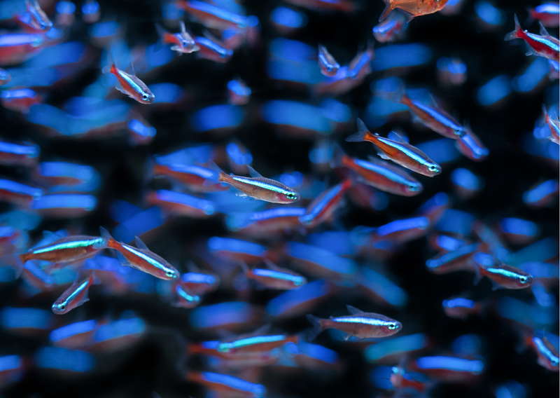 Classifying Fishes: Order Characiformes | Real Aquatics Blogs | Fish