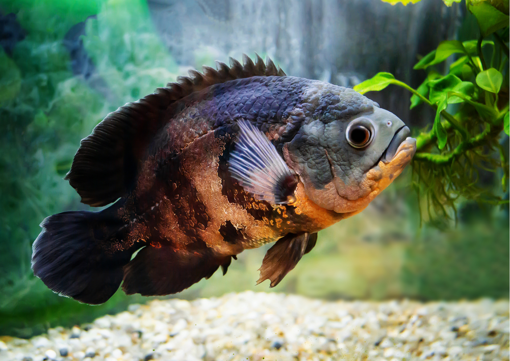 Fish Profiles: Oscar Cichlid | Real Aquatics Information on Cichlids