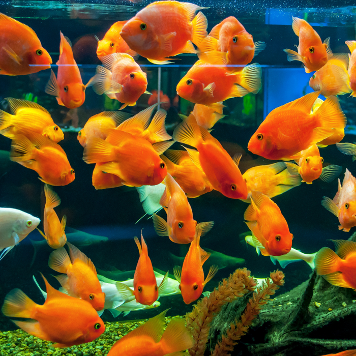 Classifying Fishes: Taxonomy | Real Aquatics