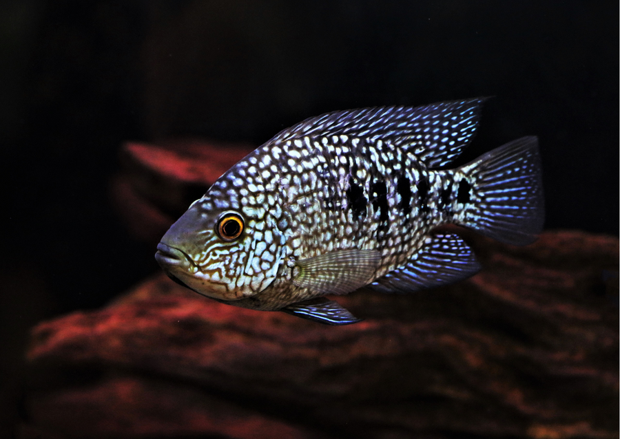 Fish Profiles: Pearlscale Cichlid | Real Aquatics