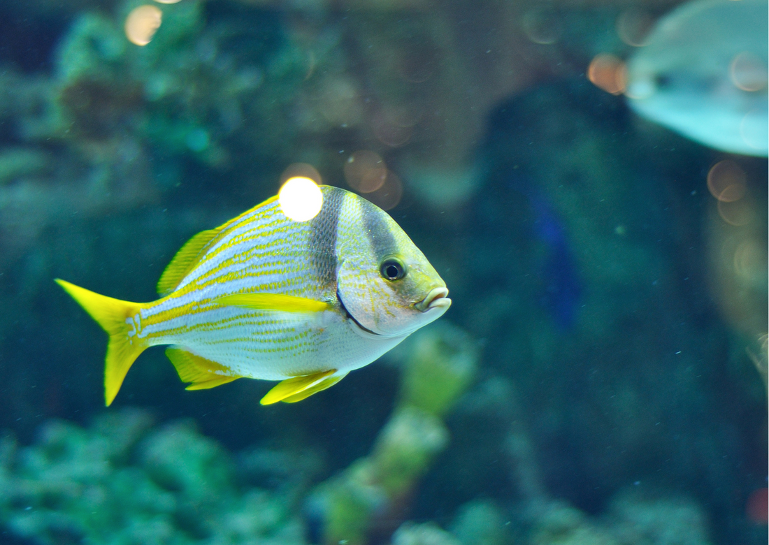 Fish Profiles: Porkfish | Real Aquatics