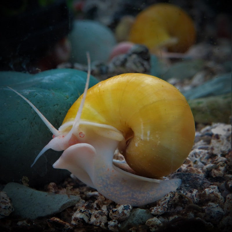How big do Apple Snails get? | Real Aquatics