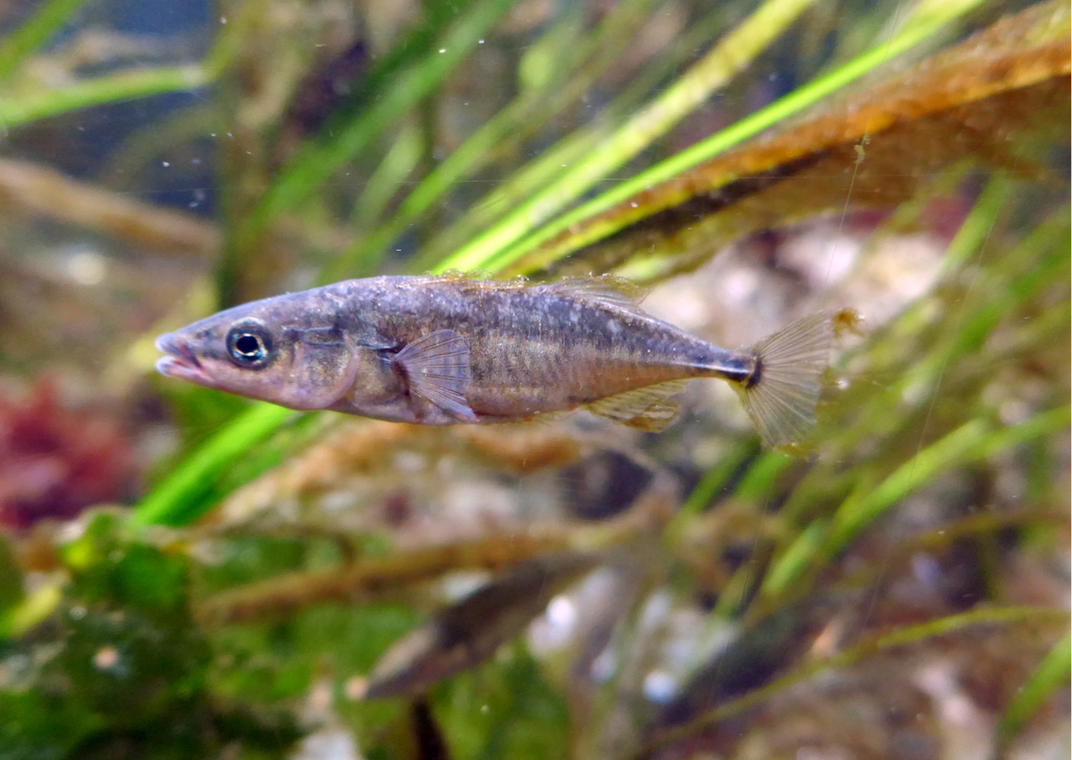 Fish Profiles: Three-Spined Stickleback | Real Aquatics