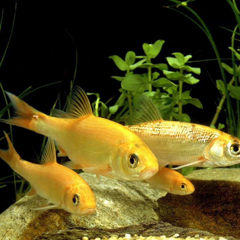 Orfe | Real Aquatics