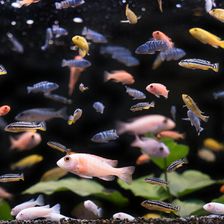 Live Fish | Real Aquatics