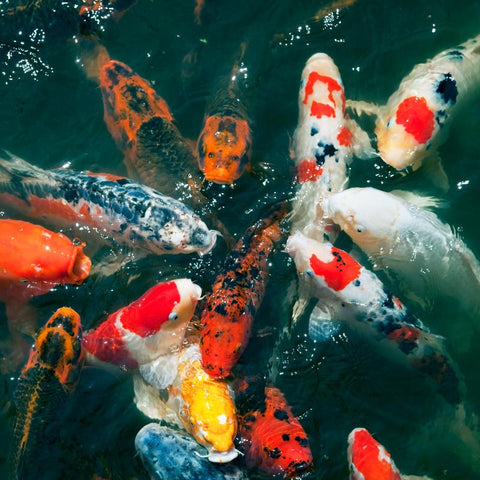 Live Fish | Real Aquatics