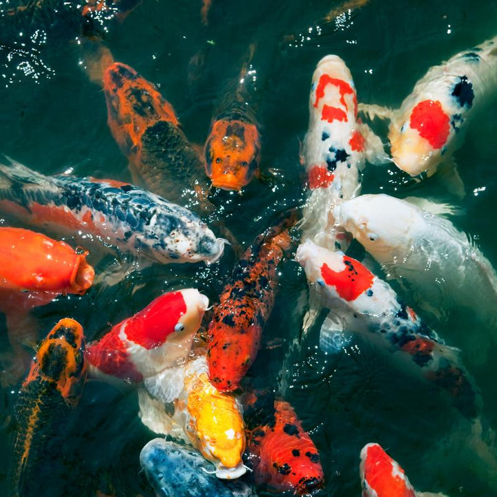 Live Fish | Real Aquatics