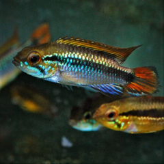 Live Fish | Real Aquatics