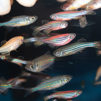 Danio | Real Aquatics