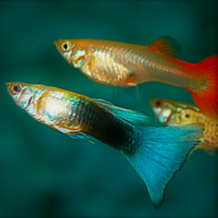 Live Fish | Real Aquatics