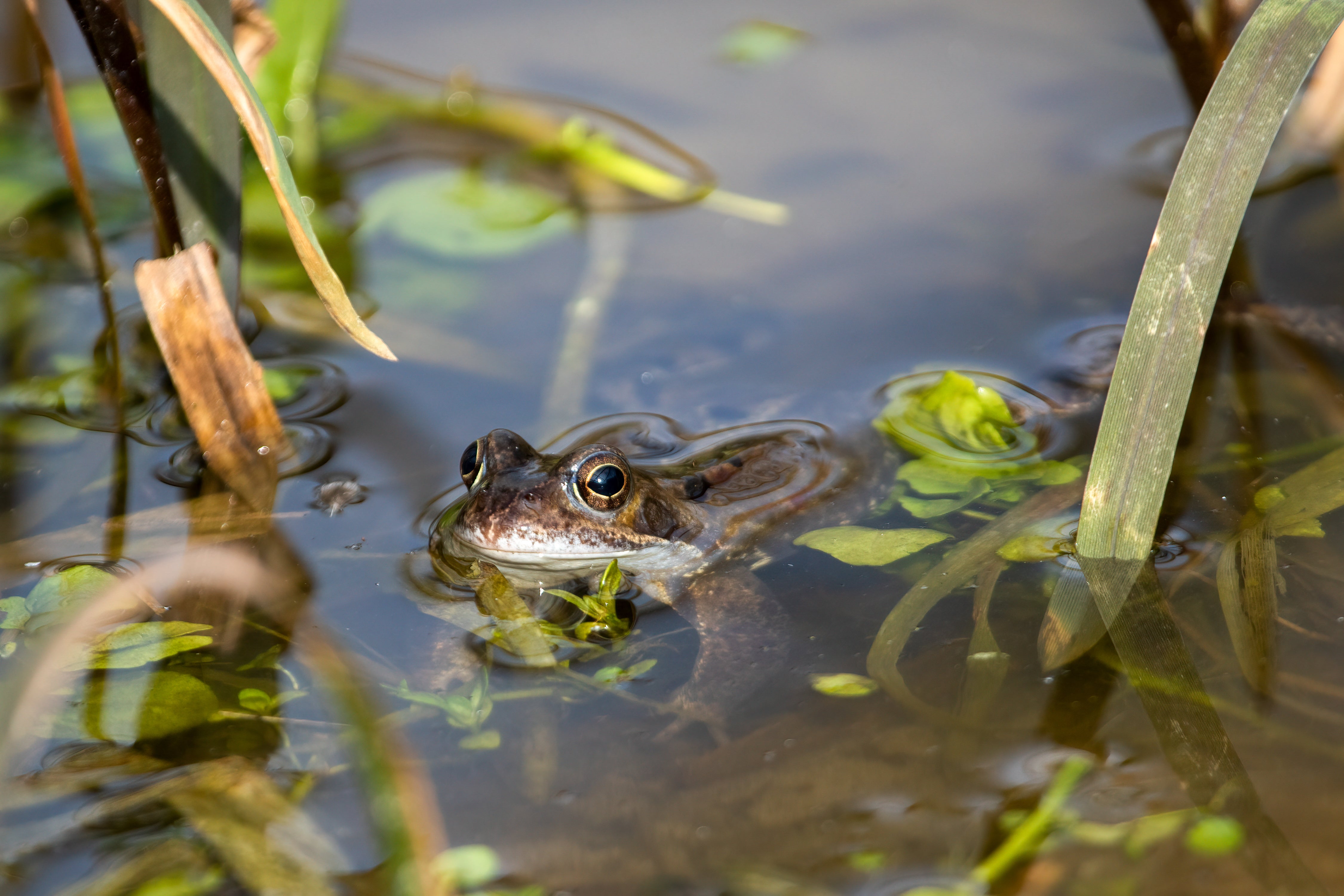 Wildlife Ponds | Ponds for Frogs, Newts and Wild Life at Real Aquatics