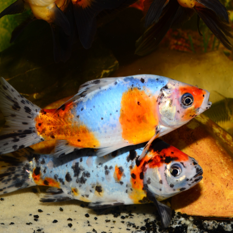 Shubunkins | Buy Goldfish for Ponds Aquariums Online | Real Aquatics