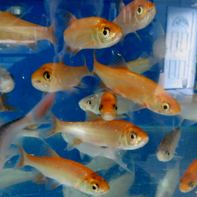 Orfe Blue & Golden | Live Coldwater Fish | Real Aquatics online