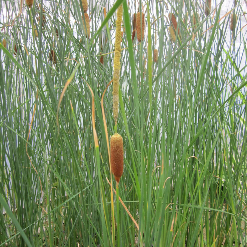 Typha Gracilis Bulrush | Real Aquatics