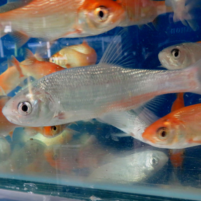 Orfe Blue & Golden | Live Coldwater Fish | Real Aquatics online