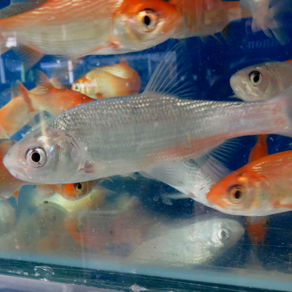 Orfe Blue & Golden | Live Coldwater Fish | Real Aquatics online