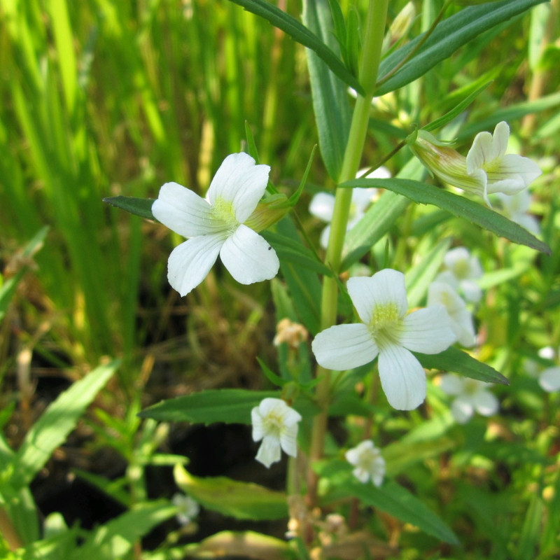 Gratiola Officinalis Hedge Hyssop | Real Aquatics