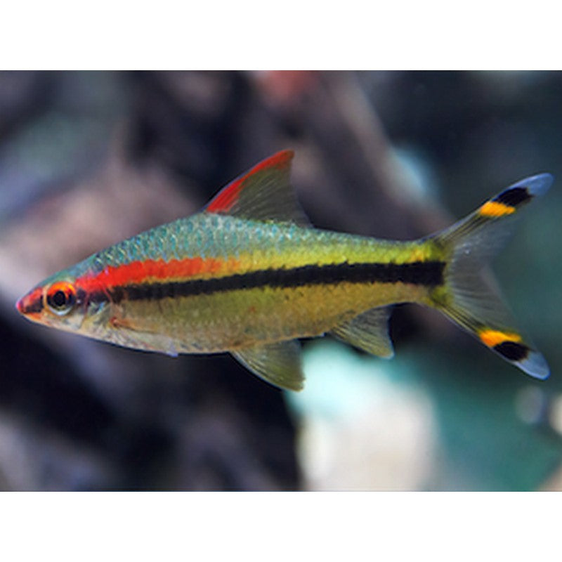 Red Line Denison Torpedo Barb | Real Aquatics