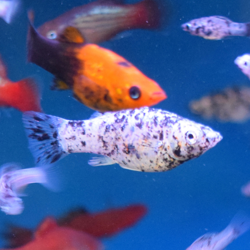 Assorted Molly Mollies | Real Aquatics