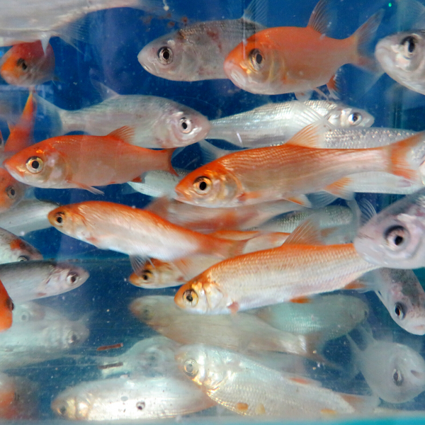 Orfe Blue & Golden | Live Coldwater Fish | Real Aquatics online