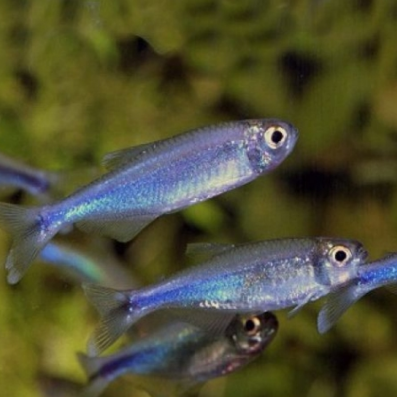 Cochu Blue Tetra | Live Tropical Fish