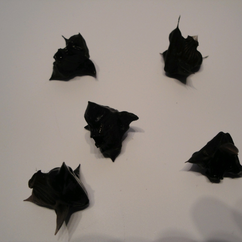 Trapa Natans Nuts - Water Chestnut | Real Aquatics